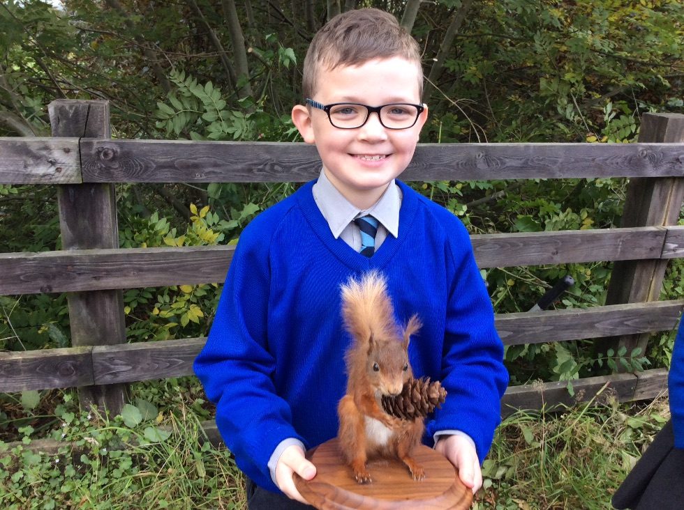 Red Squirrel Study - Primary 5